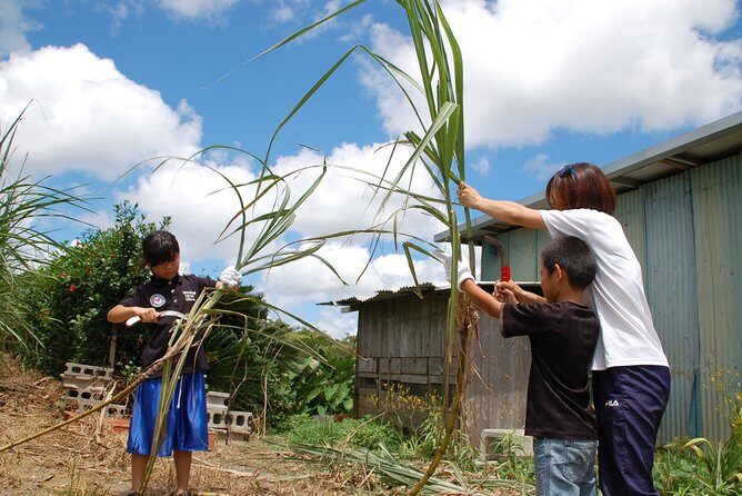 Sugarcane cutting experience with Okinawa's grandfather - Exploring the Heart of Okinawa’s Agriculture