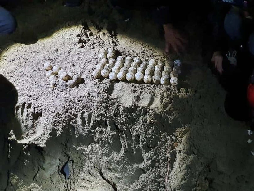 Sukamade Tour , see turtles laying eggs naturally 2D1N - An In-Depth Look at the Sukamade Tour Experience