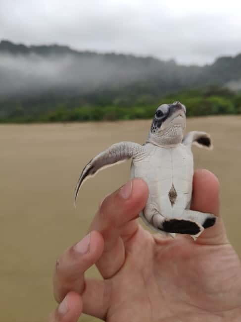 Sukamade Tour , see turtles laying eggs naturally 2D1N - Final Thoughts: The Value of an Authentic Eco-Experience