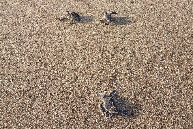 Sukamade Turtle Land Beach (2D1N) - Practical Tips for Travelers