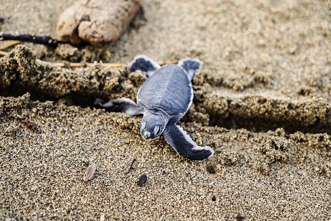 Sukamade Turtle Land Beach (2D1N) - FAQ