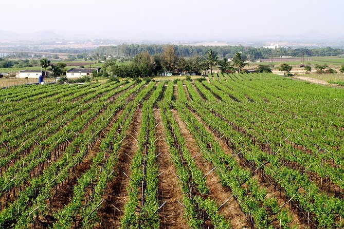 Sula Vineyards Day tour from Mumbai - Authentic Experiences and Traveler Feedback