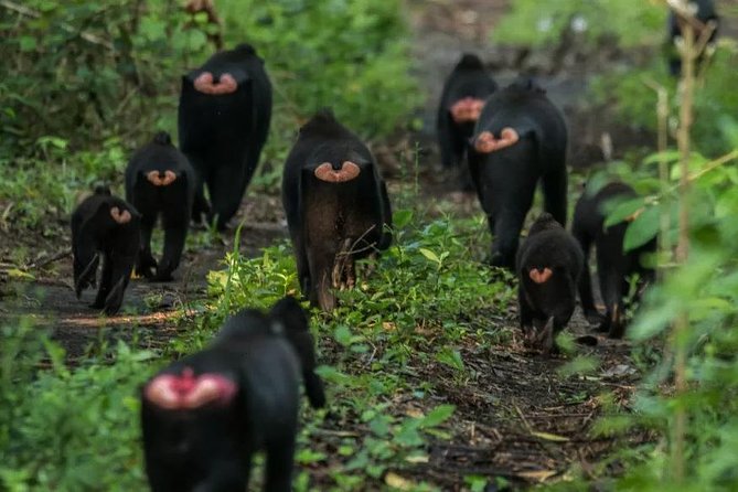 Sulawesi Tangkoko National Park Private Tour - An In-Depth Look at the Tour Experience