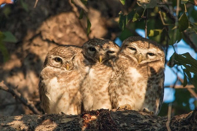 Sultanpur Bird Sanctuary Tour Near Delhi - An In-Depth Look at the Tour Experience