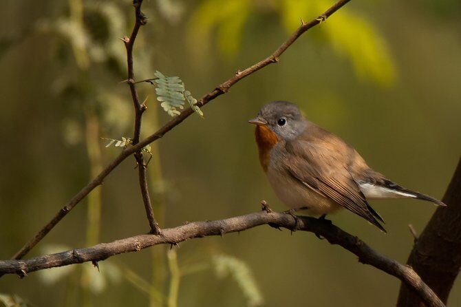 Sultanpur Birding Escapade - Key Points