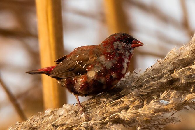 Sultanpur Birding Escapade - FAQ
