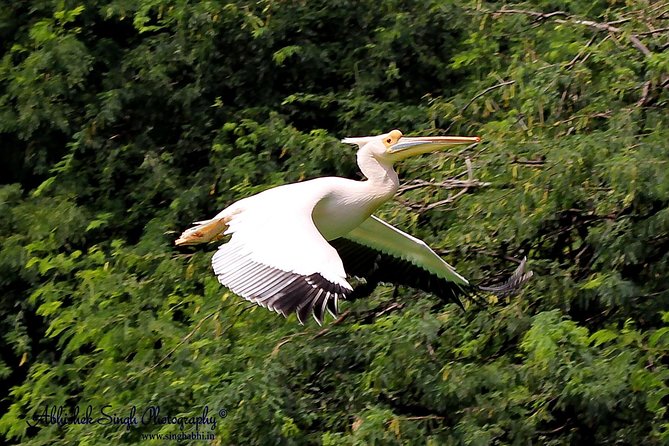 Sultanpur The wonder of Birding from Delhi - What Past Travelers Say