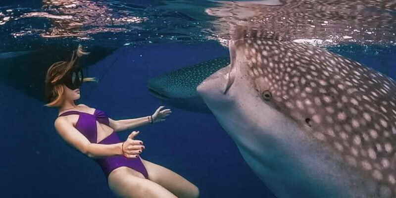Sumbawa Tour 2 Days 1 Night ( Whale Shark Tour) - What Makes This Tour Special?
