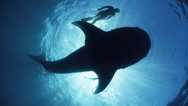 Sumbawa Tour 2 Days 1 Night ( Whale Shark Tour) - Who Will Love This Tour?