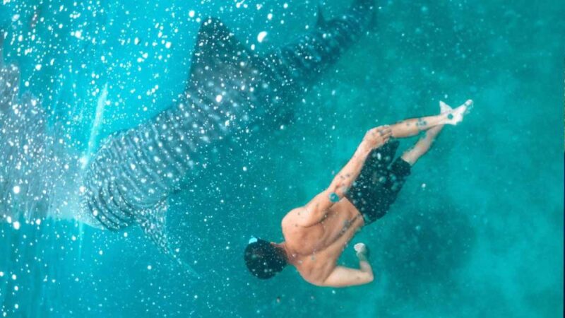 Sumbawa Tour 2 Days 1 Night ( Whale Shark Tour) - The Sum Up: Who Is This Tour Perfect For?
