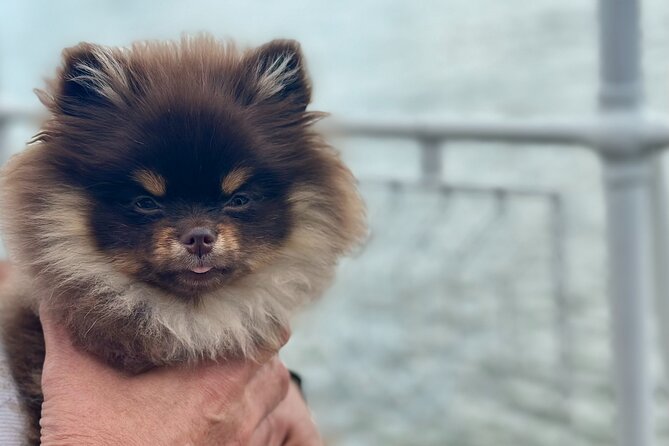 Summer Danube Brunch Cruise in Budapest - Planning Your Brunch Experience