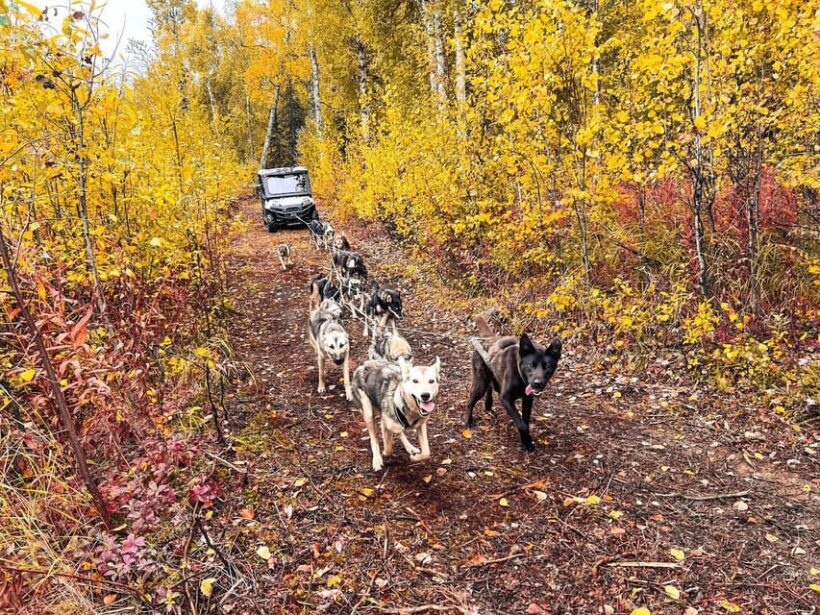 Summer Dog Sled Ride and Kennel Tour - Key Points