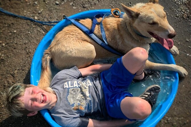 Summer Dog Sledding Adventure in Willow, Alaska - Who Will Love This Tour?