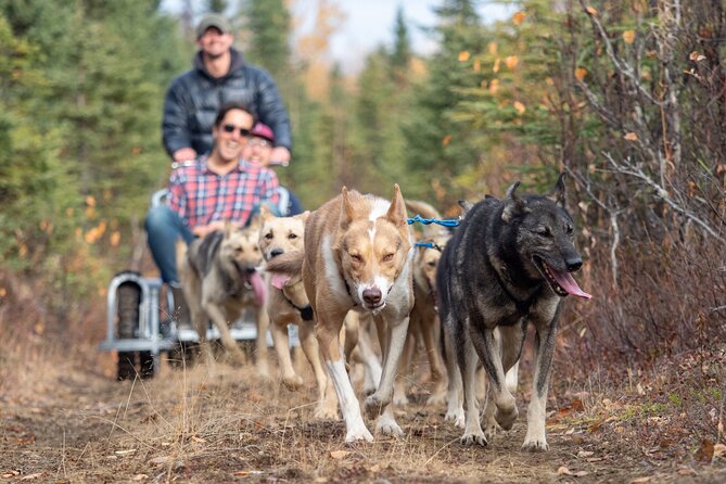 Summer Dog Sledding Adventure in Willow, Alaska - Conclusions: Who Is This Tour For?