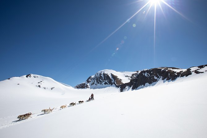 Summer Glacier Dogsledding Tour From Girdwood - Opportunity to Drive the Sled
