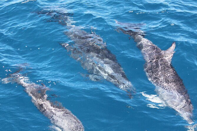 SUMMER K'gari (Fraser Island) Boom-net & Sightseeing Cruise - The Experience: What to Expect from the Tour