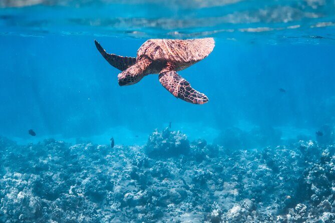 Summer Morning Express Snorkel Adventure off Ka'anapali Beach - Key Points