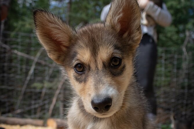 Summer Mushing Cart Ride & Kennel Tour - Final Thoughts