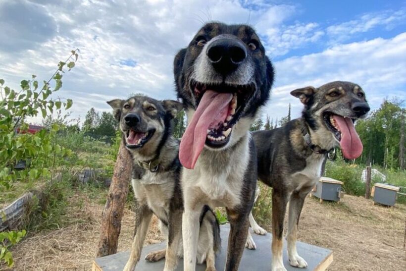 Summer Sled Dog Kennel Tour - A Deep Dive into the Summer Sled Dog Kennel Tour