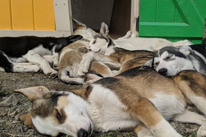 Summer Sled Dog Remote Yukon Camp & Summit Tour - Engaging and Knowledgeable Guides