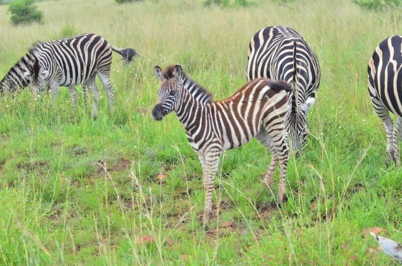 Sun City: 6H Game Drive with Lunch - Key Points