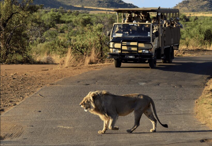 Sun City: 6H Game Drive with Lunch - Who Should Consider This Tour?