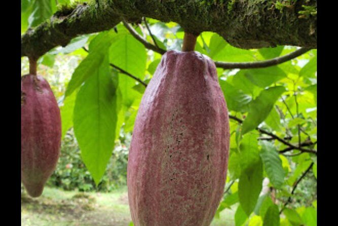 Sun Valley farm Tour - Final Thoughts: Is It Worth It?