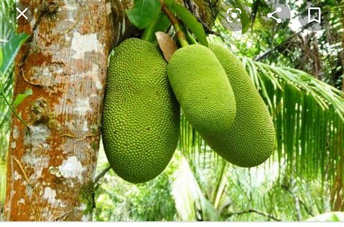 Sun Valley farm Tour - FAQs