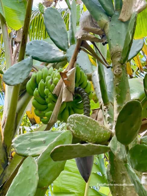 Sun Valley Plantation: Tropical paradise garden with hummingbirds - The Itinerary: How the Day Unfolds