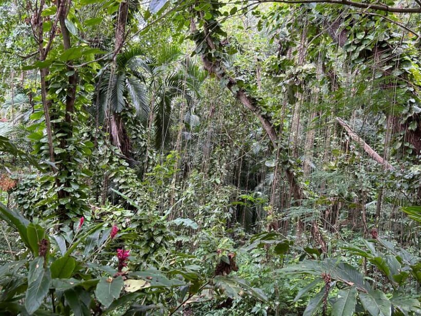 Sun Valley Plantation: Tropical paradise garden with hummingbirds - Authentic Reviews and What Travelers Say