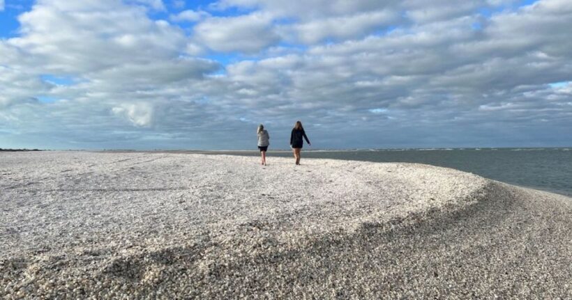 Sunrise and Shine 10,000 Islands Shelling Tour - Key Points