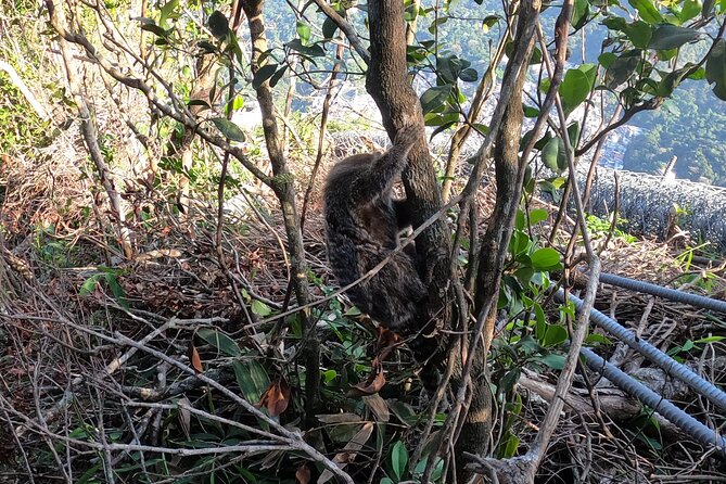 Sunrise at Morro 2 Brothers - Vidigal - Rio De Janeiro - Capacity and Fitness Requirements