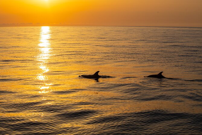Sunrise Boat Trip in Mallorca With Dolphin-Watching - Cancellation Policy and Inclusions