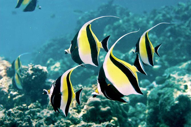 Sunrise Dolphin Wacthing & Menjangan Island Snorkeling Day Trip - Who Should Consider This Tour?