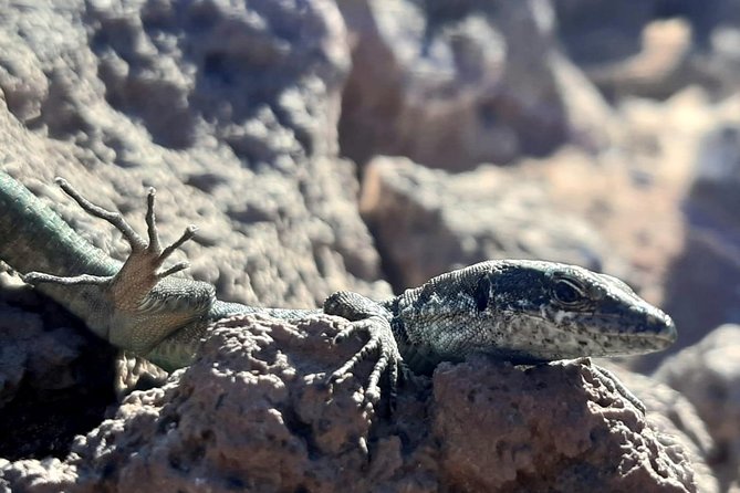 SUNRISE Guided HIKE in Ponta De São Lourenço Natural Reserve PR8 - Pricing and Cancellation Policy