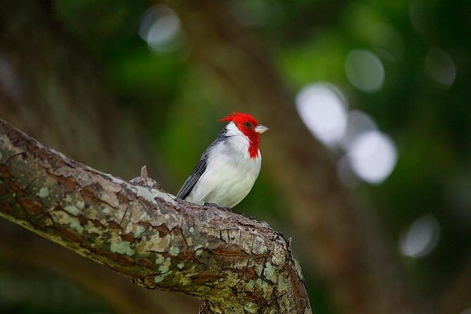 Sunrise Plus Island Tour - An In-Depth Look at the Sunrise Plus Island Tour