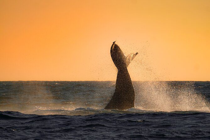 Sunrise Whale Watching boat tour with marine biologist - An Introduction to the Tour Experience