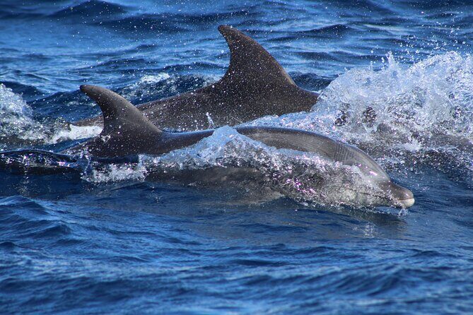 Sunrise Whale Watching boat tour with marine biologist - Real Traveler Insights and Expectations