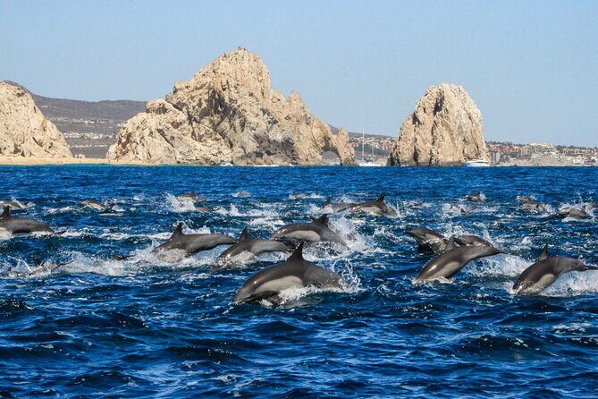Sunrise Whale Watching boat tour with marine biologist - The Sum Up