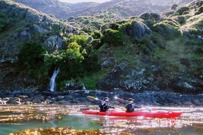 Sunrise wildlife sea kayaking in Akaroa marine reserve - A Closer Look at the Experience