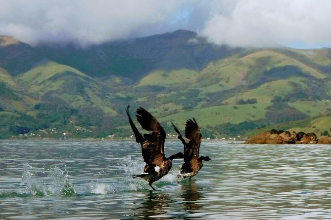Sunrise wildlife sea kayaking in Akaroa marine reserve - Final Thoughts