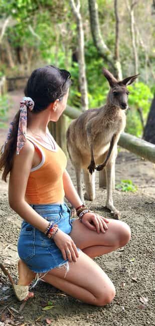 Sunrise with the Kangaroos & Wallabies - Airlie Beach - What the Tour Offers