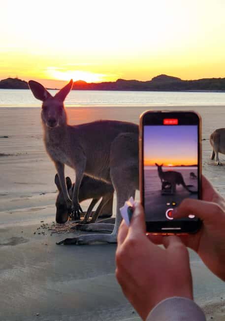 Sunrise with the Kangaroos & Wallabies - Airlie Beach - The Sum Up