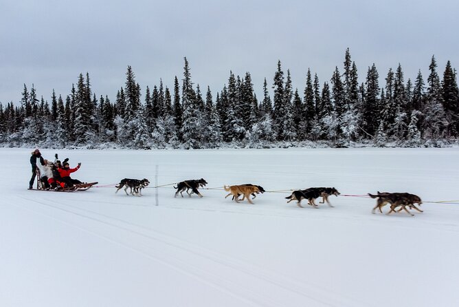 Sunrise Zen Husky Tour (10:00 to 13:00 - Sitting on the Sled) - Health and Safety Guidelines