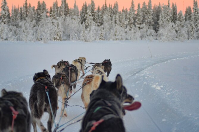 Sunrise Zen Husky Tour (10:00 to 13:00 - Sitting on the Sled) - Pickup Information
