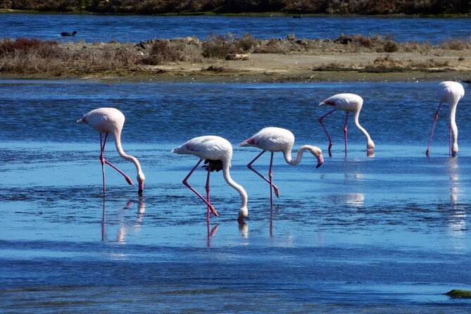 Sunset among flamingos in the Ebro Delta - Sunset among Flamingos in the Ebro Delta: A Natural Nightcap