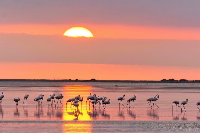 Sunset among flamingos in the Ebro Delta - Practical Details and Considerations