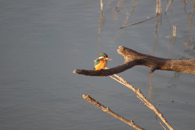 Sunset among flamingos in the Ebro Delta - Authentic Insights from Reviews