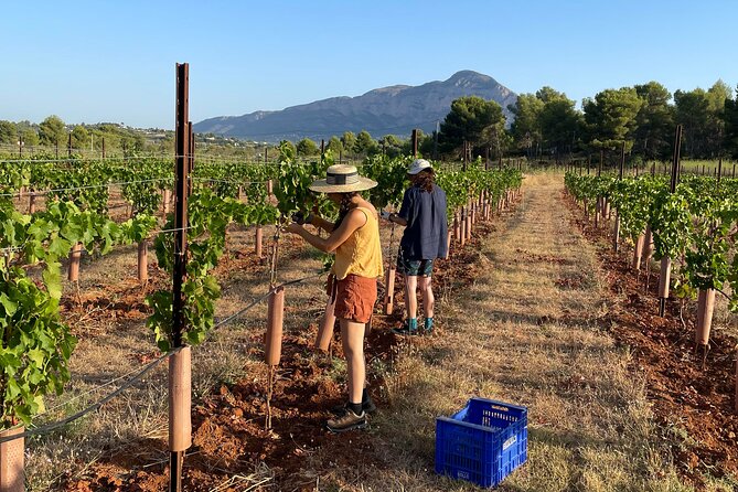 Sunset among Vineyards with Tasting in Alicante (min 6-12 people) - Authentic, Intimate, and Educational: Who Will Love This Tour?