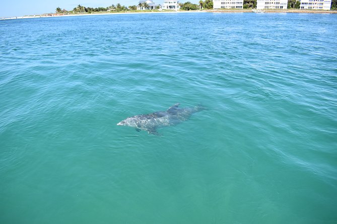 Sunset and Dolphin Cruise around Fort Myers Beach - Who Will Enjoy This Tour?
